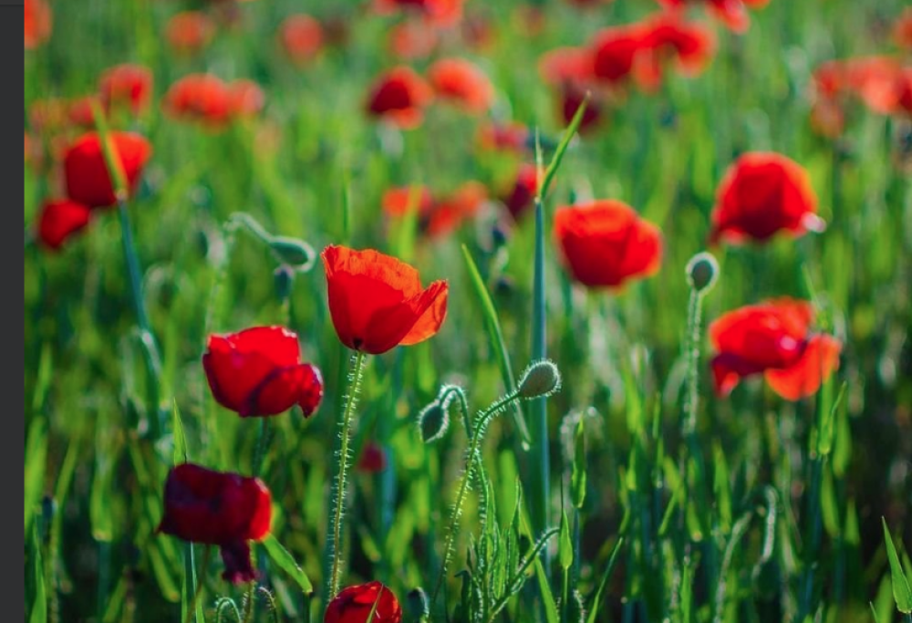 Giornata Mondiale della Poesia: ecco le più belle sulla primavera - Radio Monte Carlo